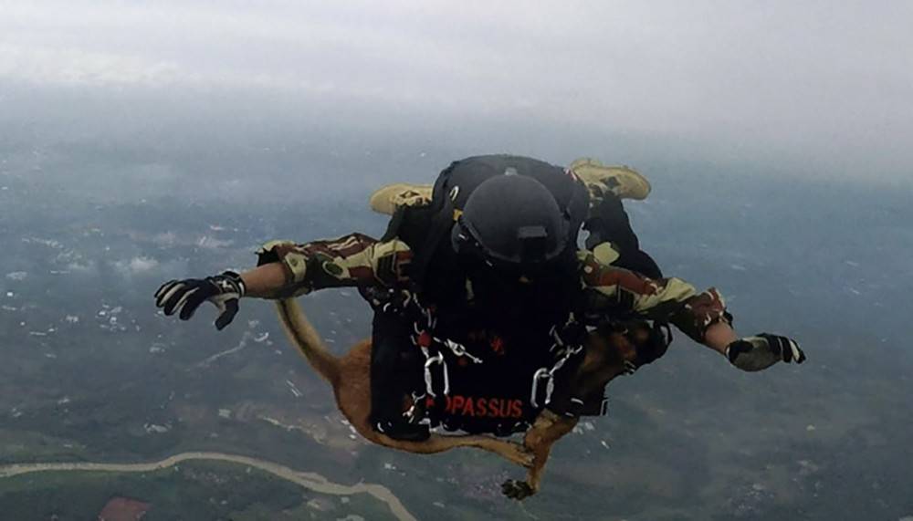 Terjun Bebas Kopassus Bersama Satwa. Pecahkan MURI Pada HUT TNI ke-72