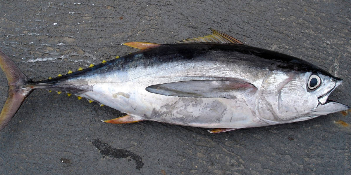 Apa itu Ikan Pelagis? Kenali Jenis, Sebaran Geografis, dan Manfaatnya