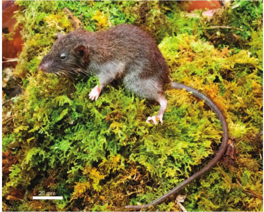 Penemuan Tikus Paling Ramping di Dunia dari Sulawesi