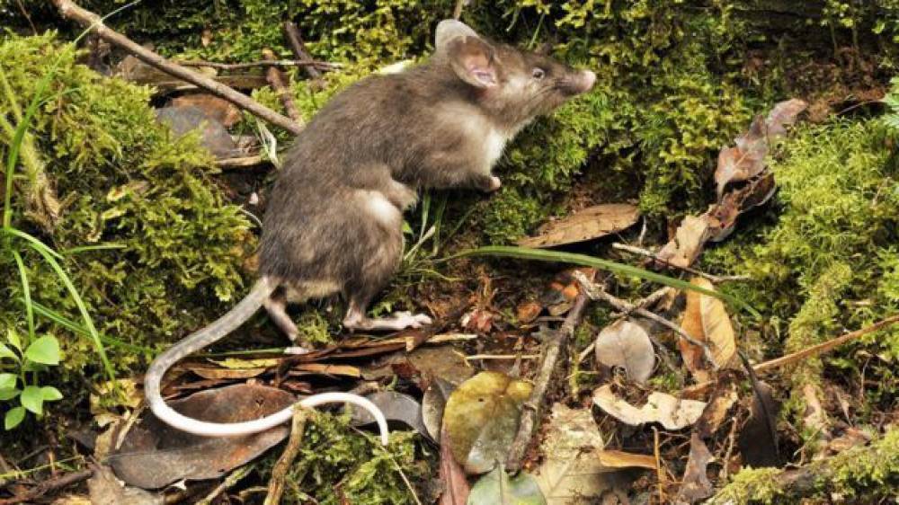 Tikus Spesies Baru Ditemukan di Sulawesi
