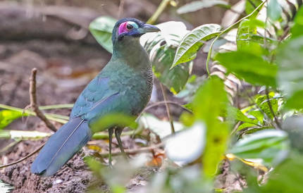 Tokhtor Sumatera, Burung Endemik Sumatra yang Dikira Punah