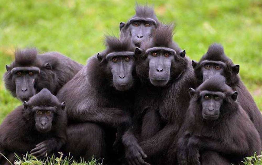 Kisah Legenda Kera Macaca Maura