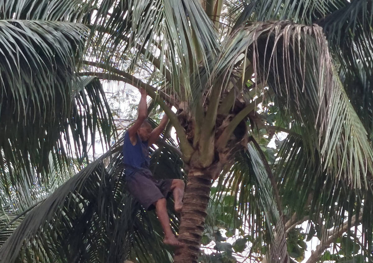 Penderes dan Produk Gula Kelapa di Pedukuhan Tegalrejo, Kenal Lebih Dalam