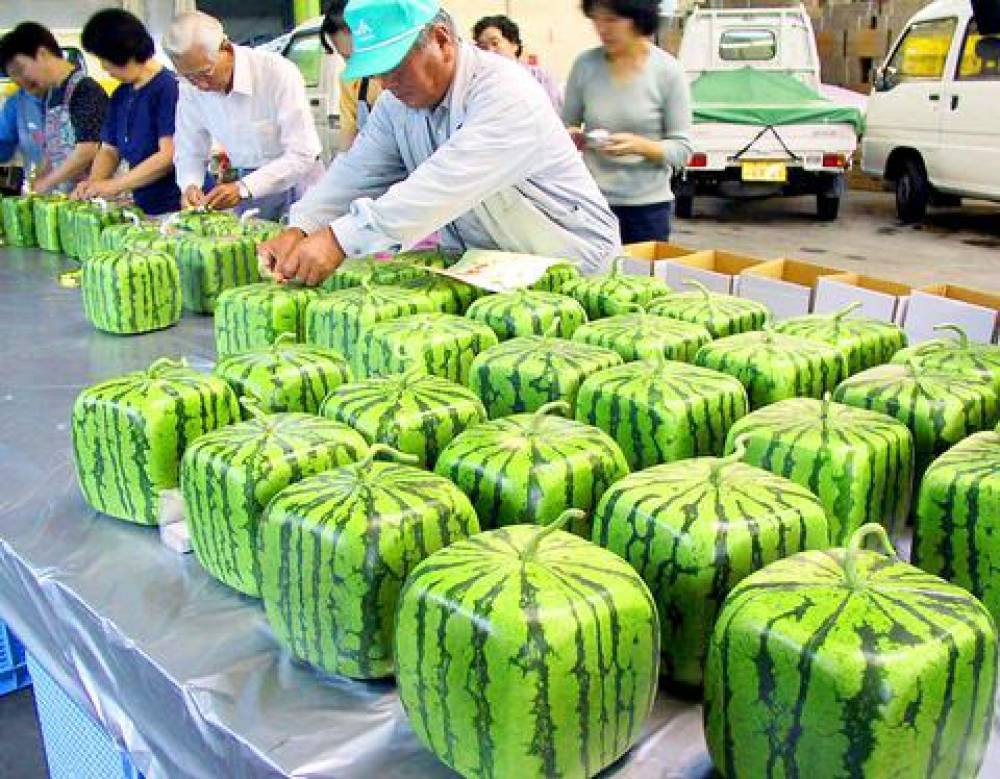 World's First Square Melon