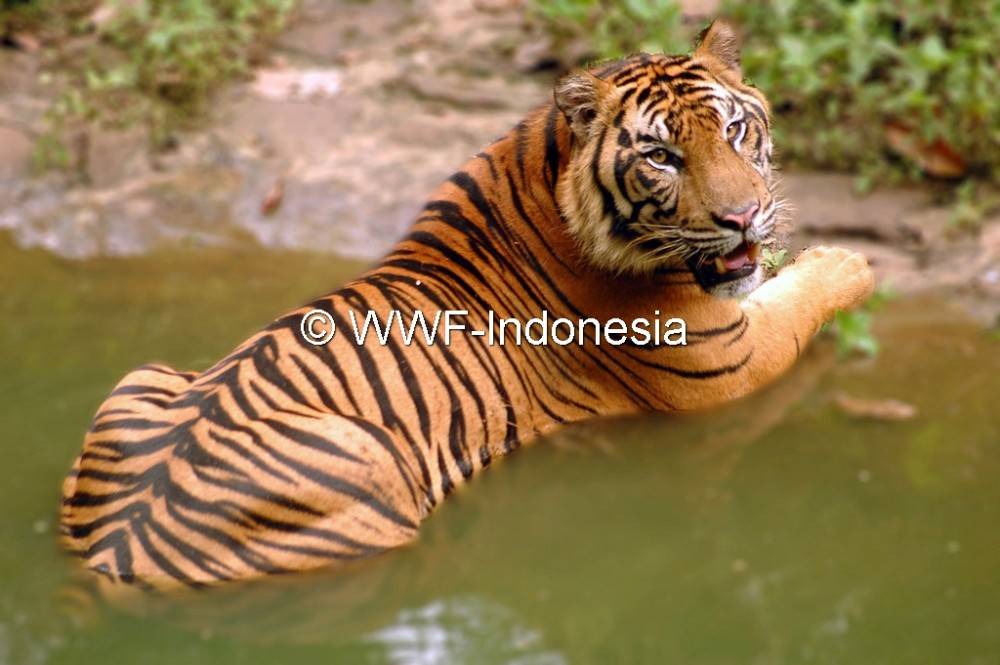 Tertangkap Kamera, Keluarga Harimau Sumatera Berhasil Berkembang Biak ...