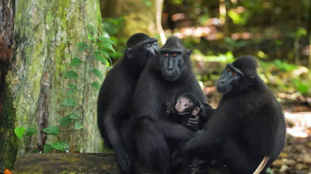 Yaki (Macaca nigra), Monyet Hitam Endemik Sulawesi yang "Berkarisma"