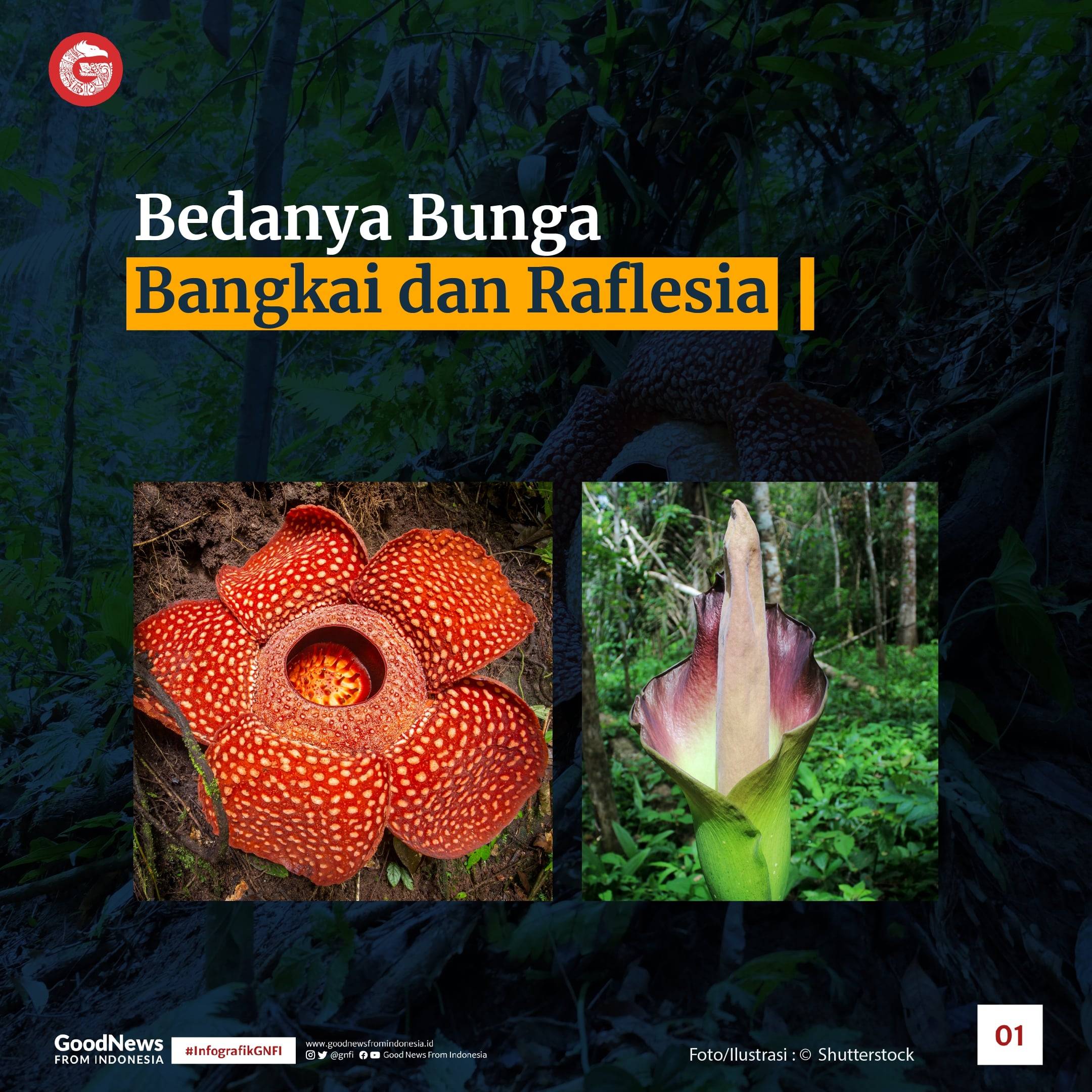 Bedanya Bunga Bangkai dan Raflesia