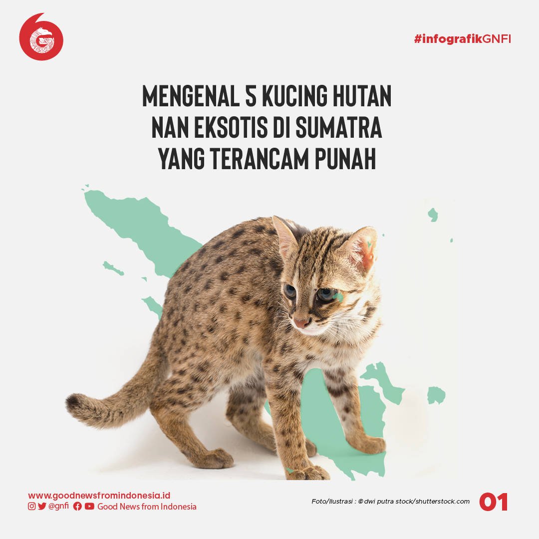 Mengenal 5 Kucing Hutan Eksotis Sumatra