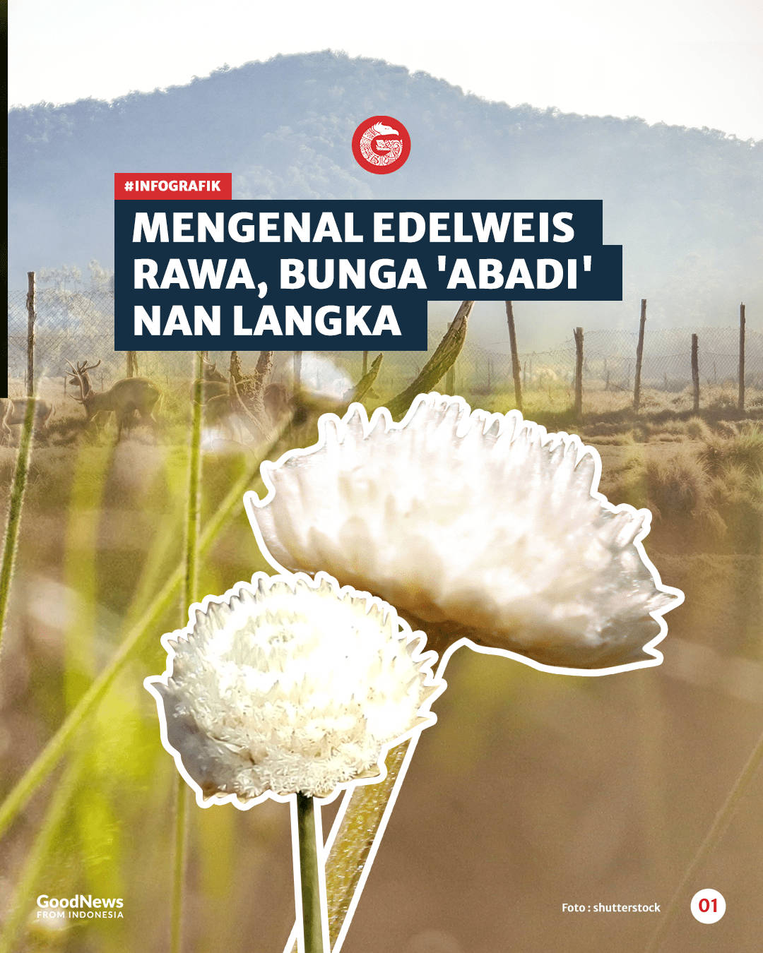 Mengenal Edelweis Rawa, Bunga Abadi nan Langka