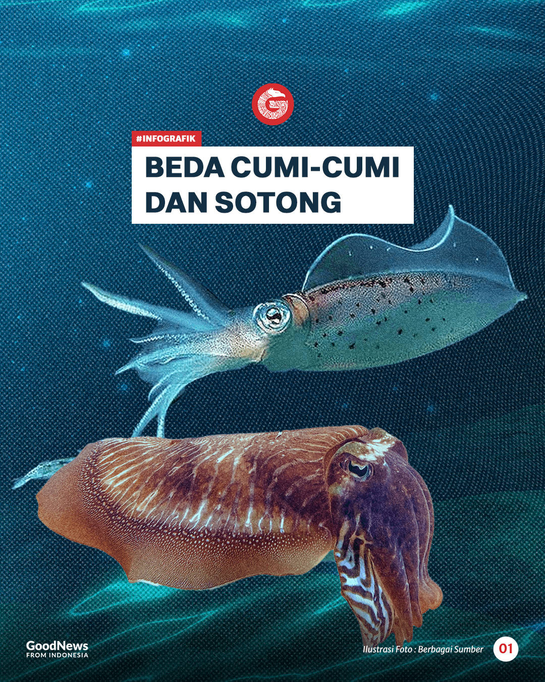 Perbedaan Cumi dan Sotong