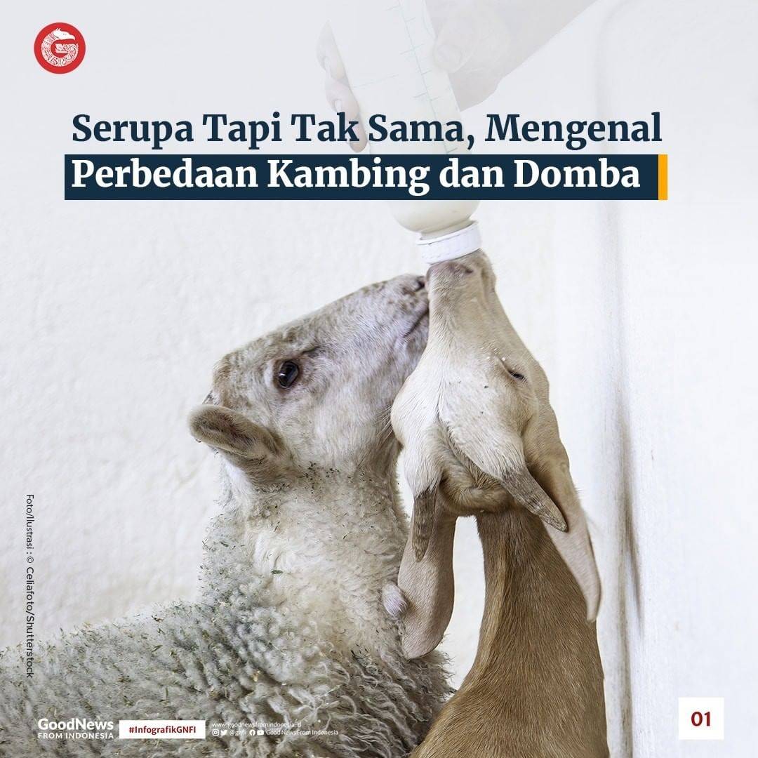 Serupa Tapi Tak Sama, Mengenal Perbedaan Kambing dan Domba