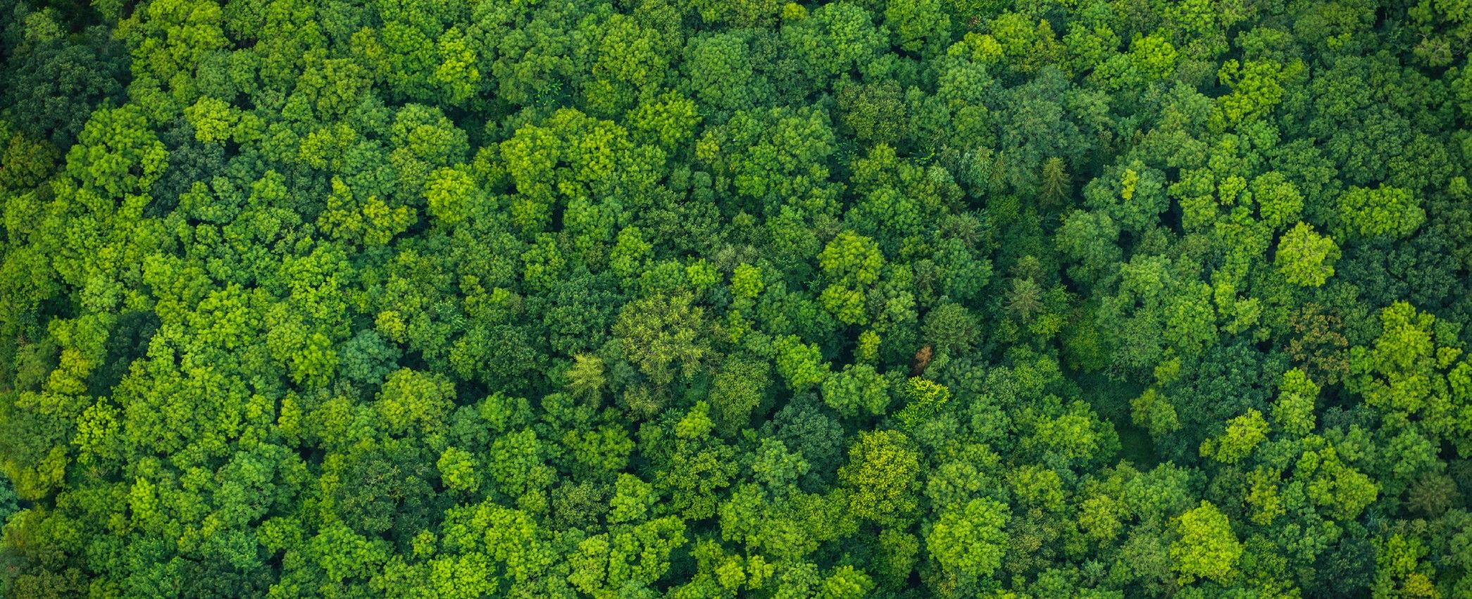 Global Green Credit Initiative