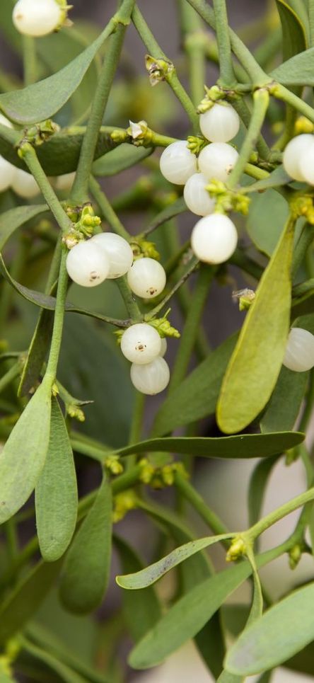 Visitez les PLus Beaux Jardins et Parcs en Charente