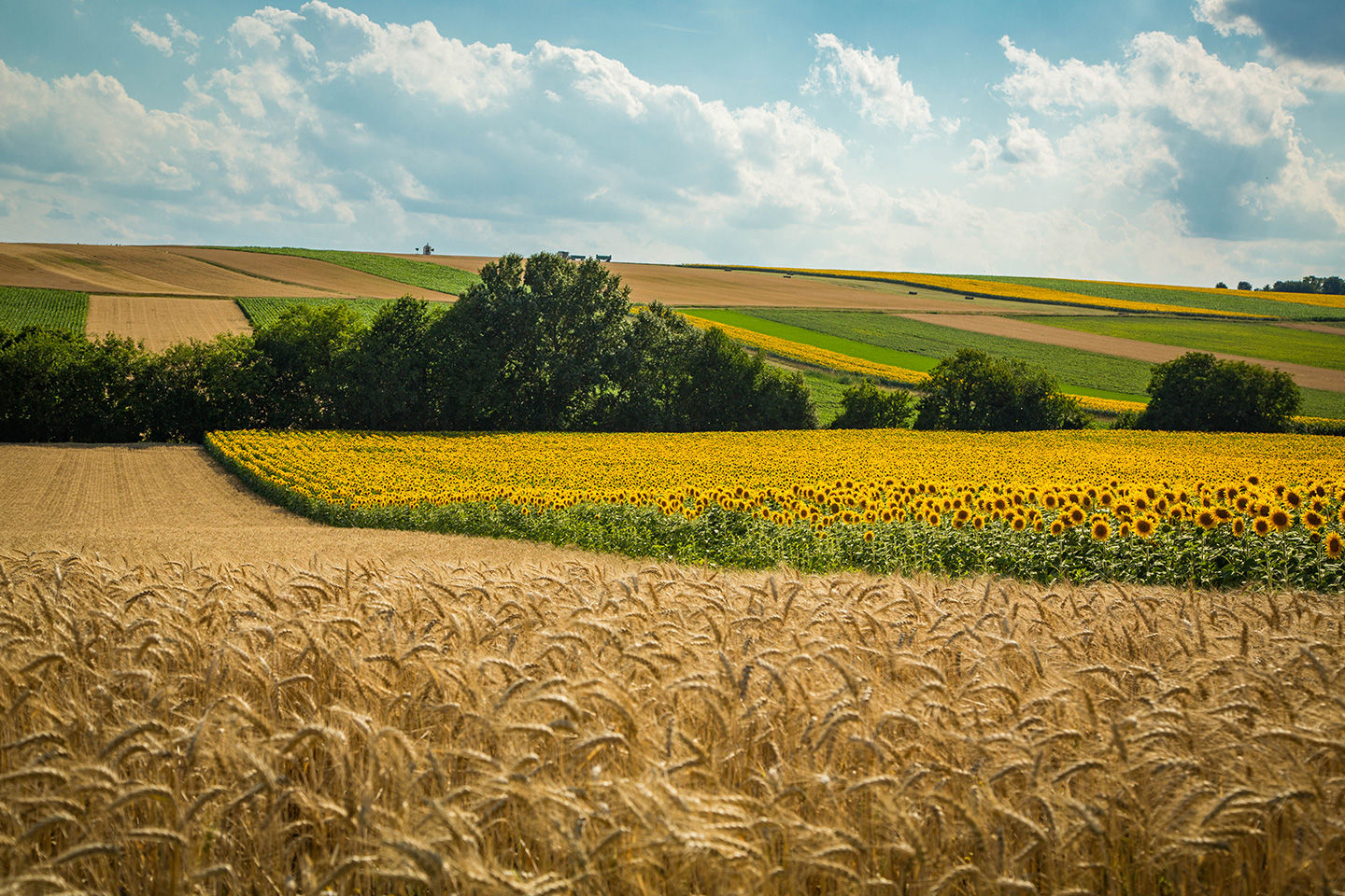 Landwirtschaft ist Vorbild bei der Reduktion der Treibhausgasemissionen ...