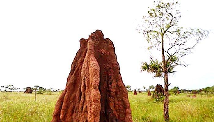 Uniknya Candi Alam Musamus di Merauke