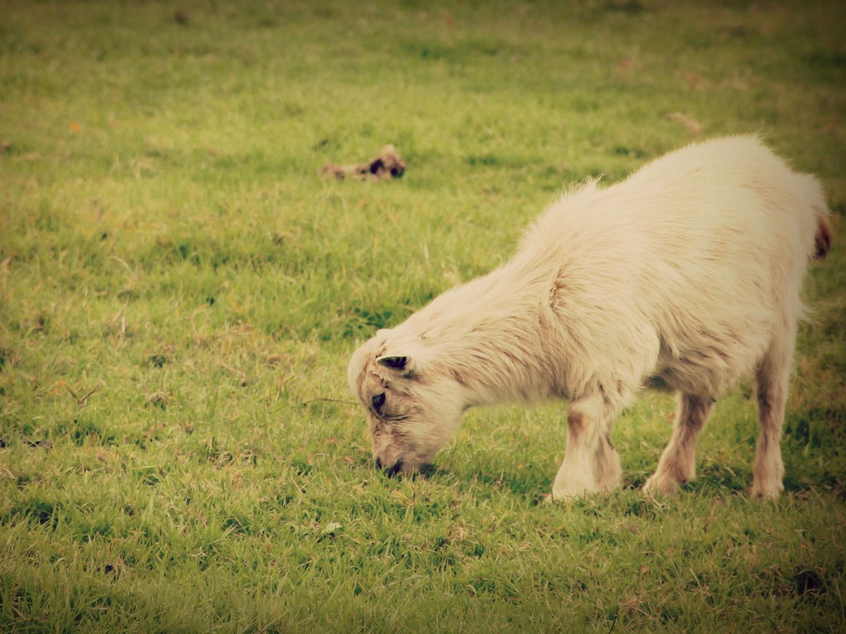 InSpec Basics: Day 7 - How to Inherit a Profile from Chef Compliance Server