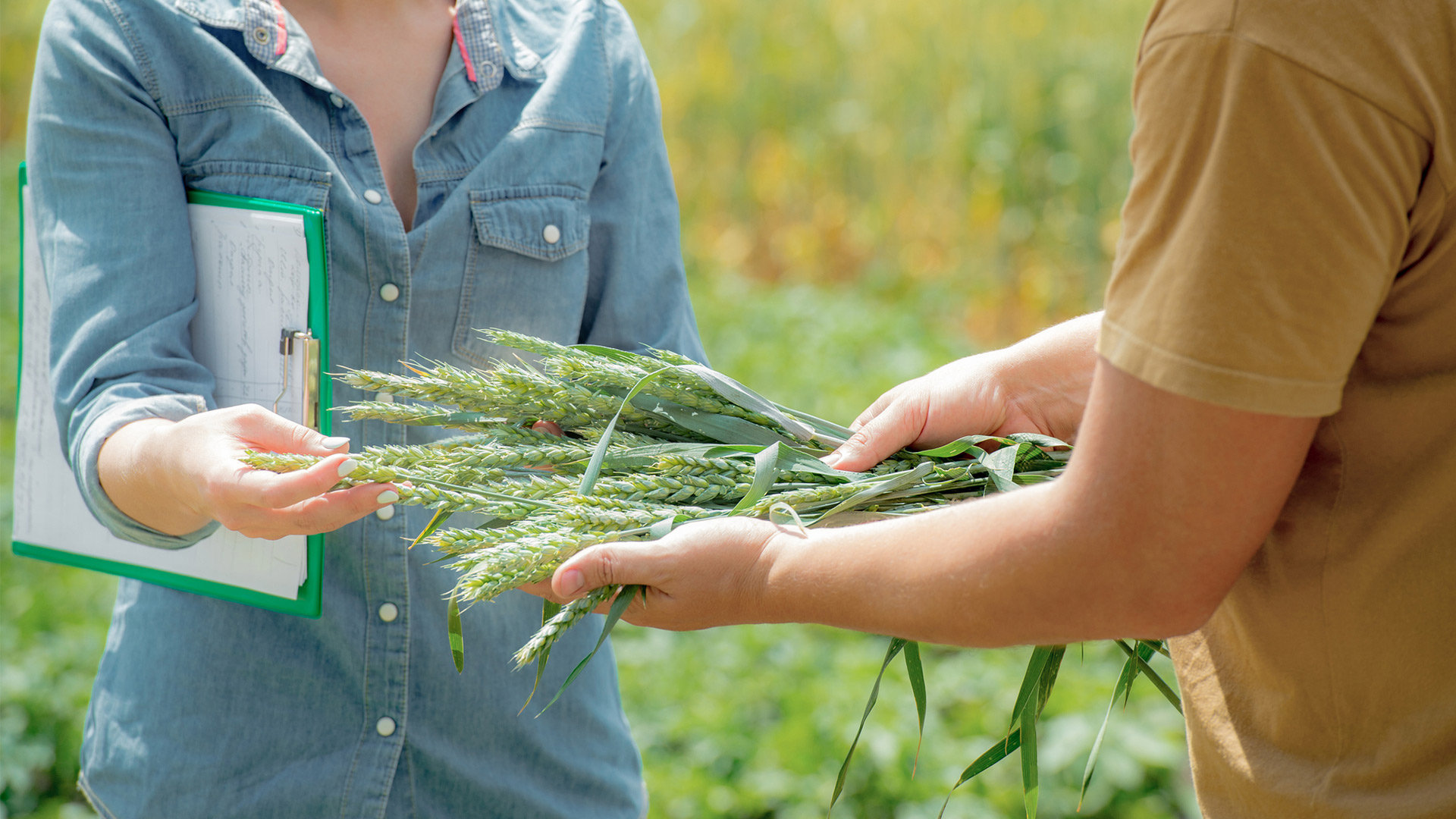From barley to bar: AB InBev trials blockchain with farmers ...