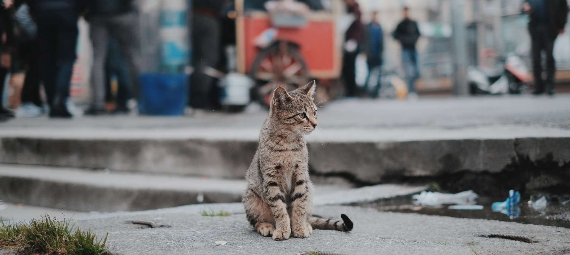 Retrouver ou signaler un animal perdu : découvrez Pet Alert - JMT ...