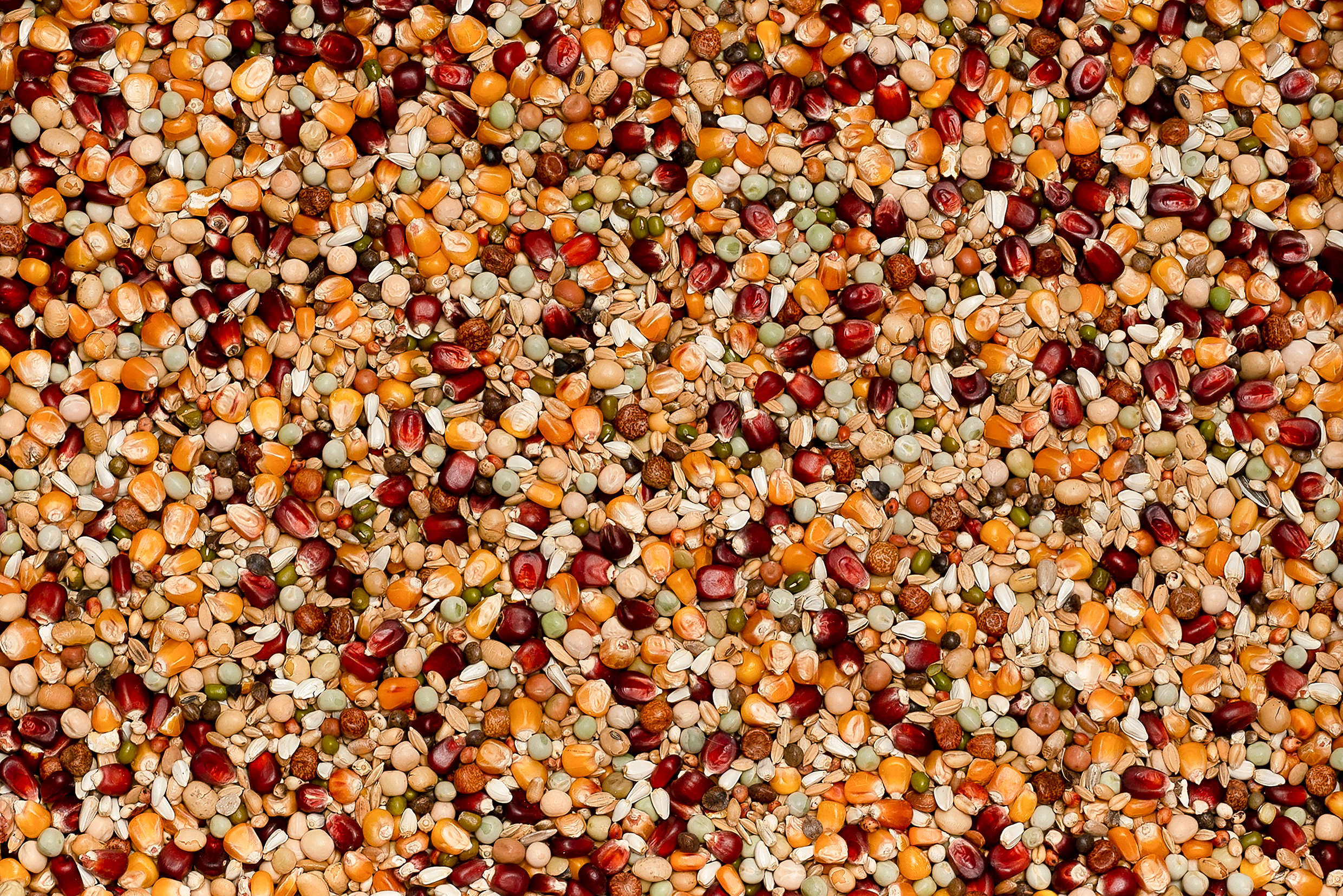 Beyers premium jelle jellema - JMT Alimentation Animale