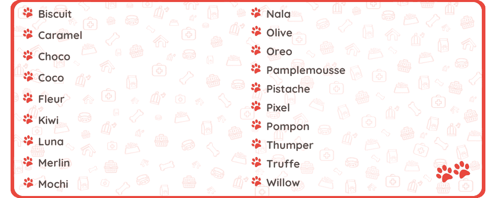 Nos idées de prénoms pour lapin - JMT Alimentation Animale