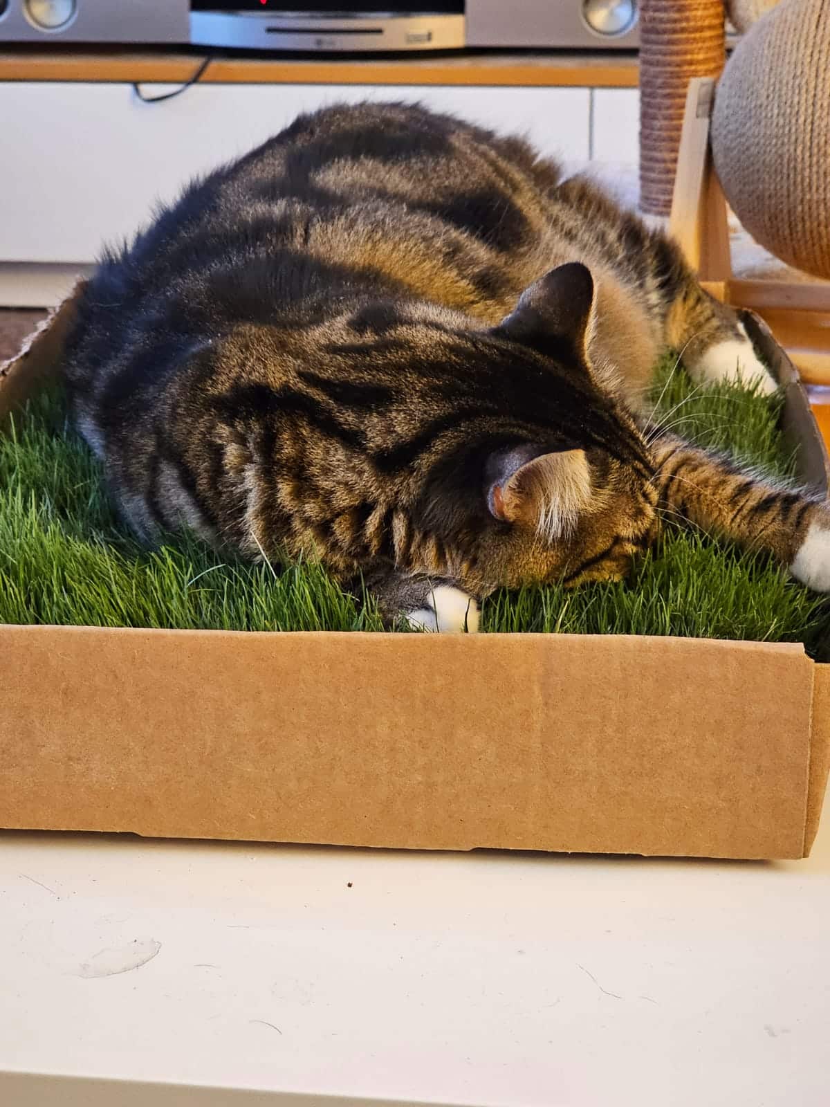 משטח דשא טבעי - Fresh Grass