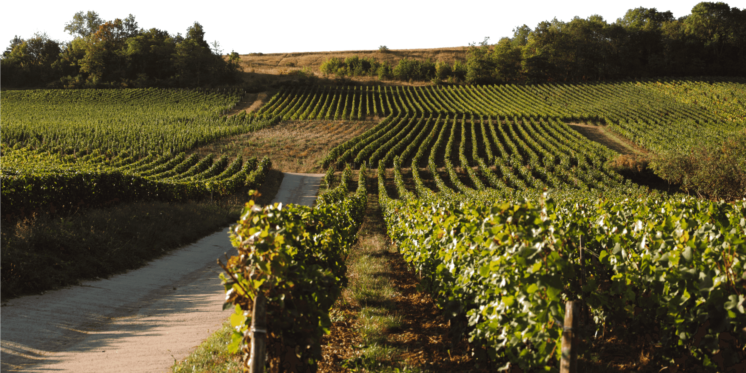 Our Sancerre wines - Hubert Brochard Our Sancerre wines - Hubert Brochard