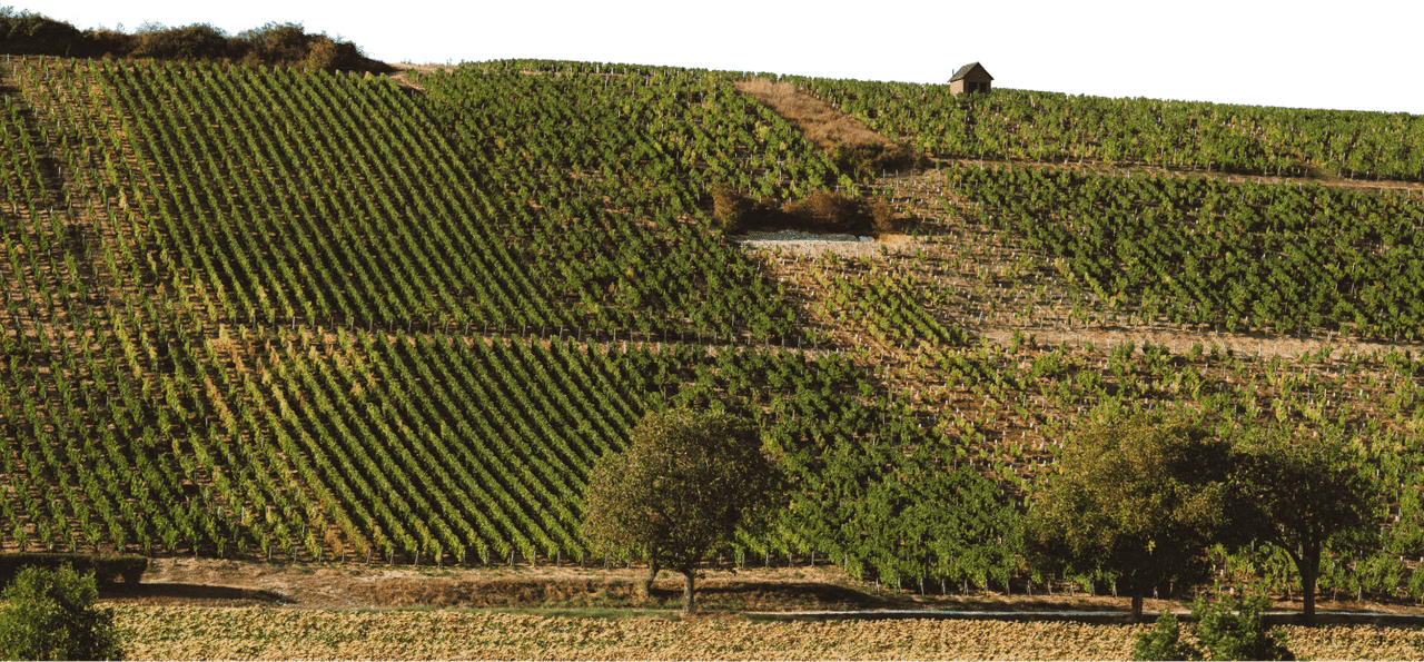 Our Sancerre wines - Hubert Brochard