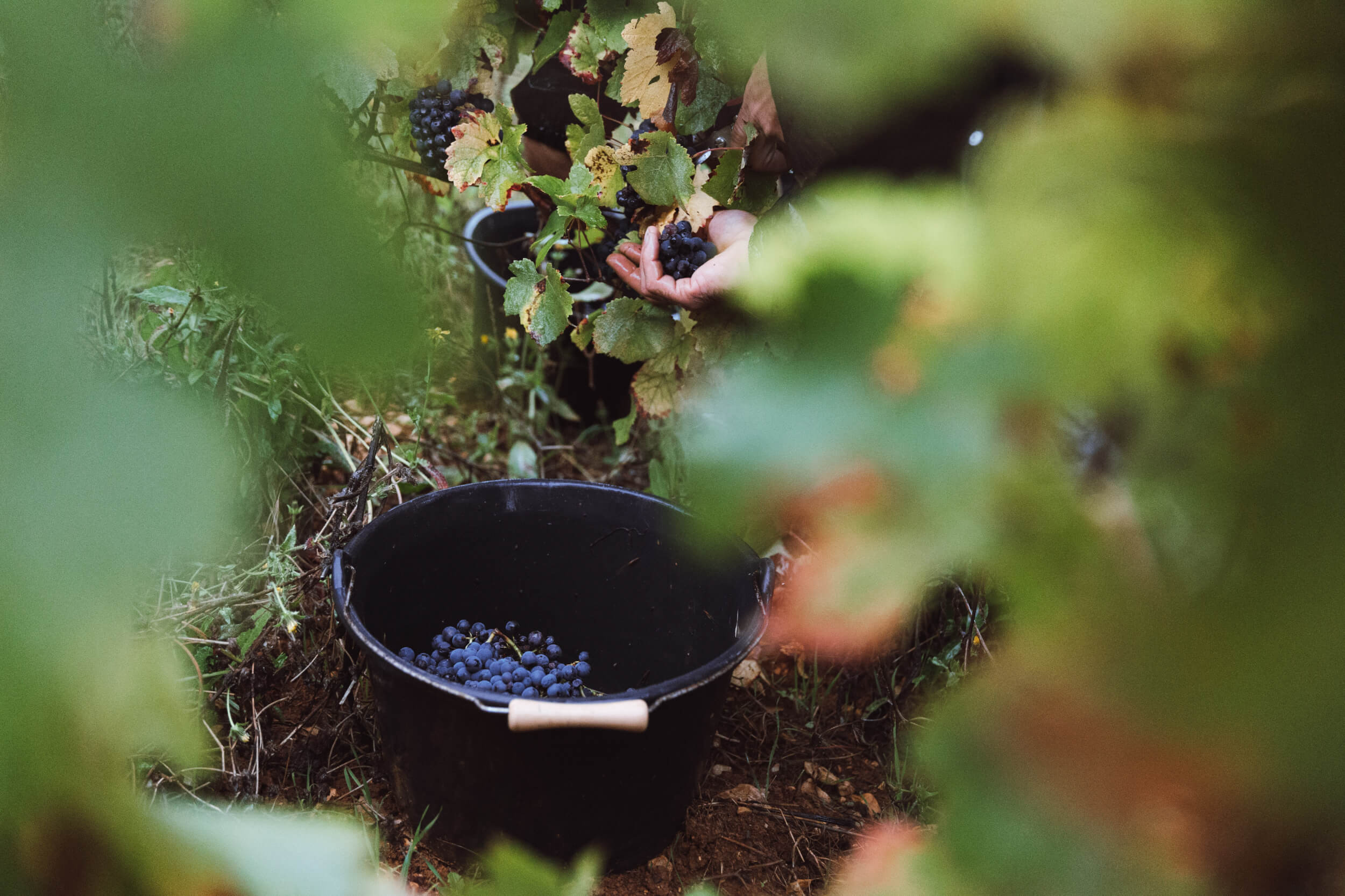 Sancerre Rosé Wine - Hubert Brochard