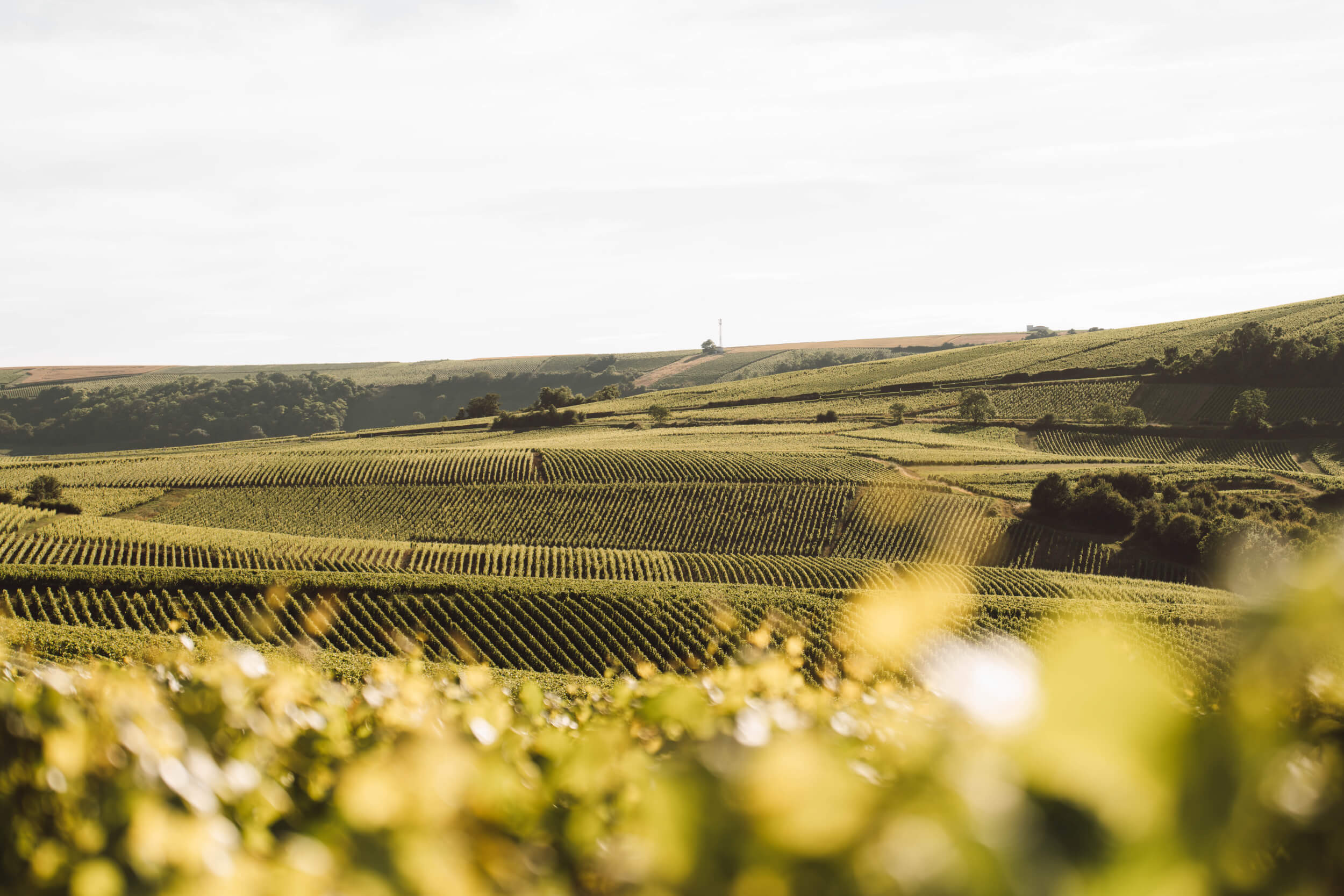 Our Terroirs - Hubert Brochard