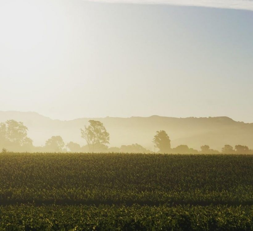 A Complete Profile of Napa's Carneros AVA (Best Estates & Photos)