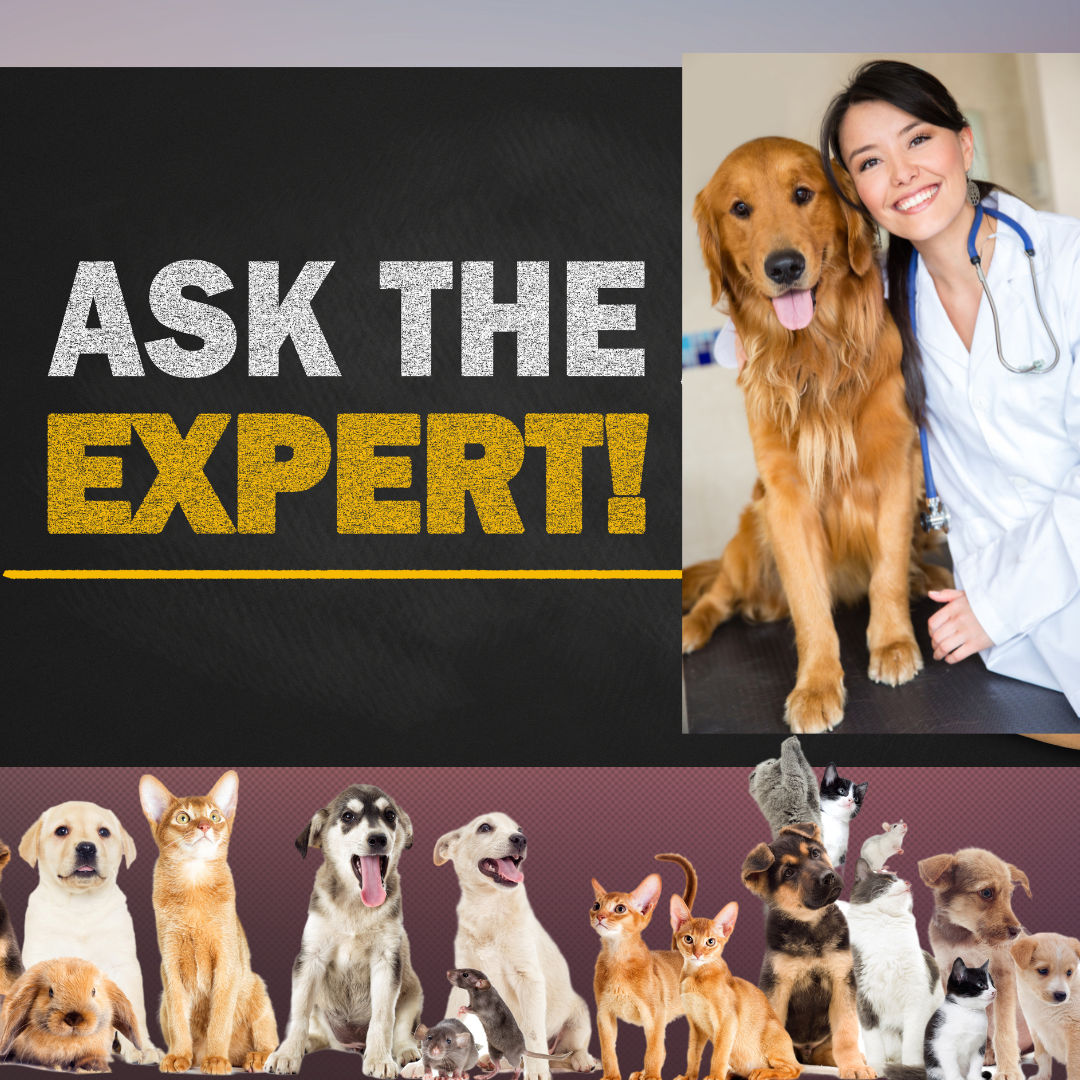 Explore Pet-Friendly Baltimore MD | Baltimore.pet Pet Directory