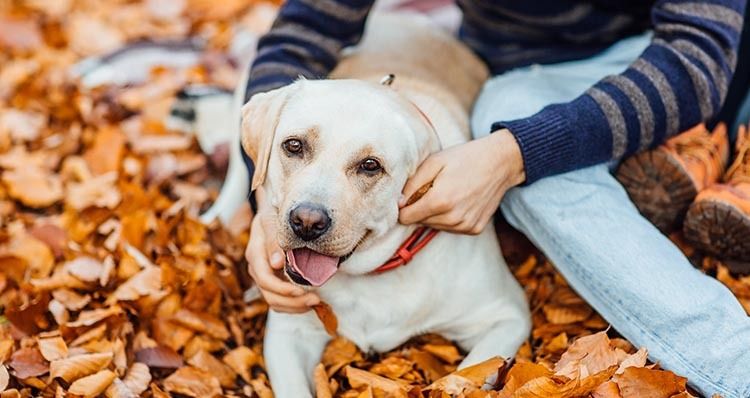 9 Fall Seasonal Tips - Keeping Your Pets Comfortable and Safe