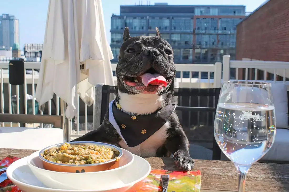 Explore Pet-Friendly Baltimore, Maryland | Pets Welcome Here