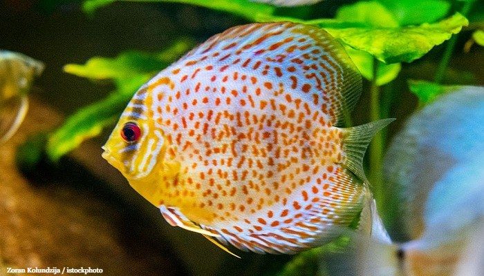 Ikan Discus: Karakteristik dan Panduan Perawatan - IkanPedia