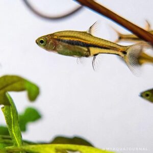 Jenis-jenis Ikan Rasbora dan Karakteristiknya - IkanPedia