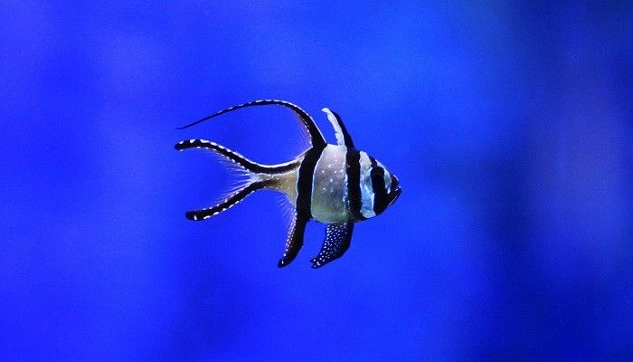 Banggai Cardinal Fish: Karakteristik dan Panduan Perawatan - IkanPedia