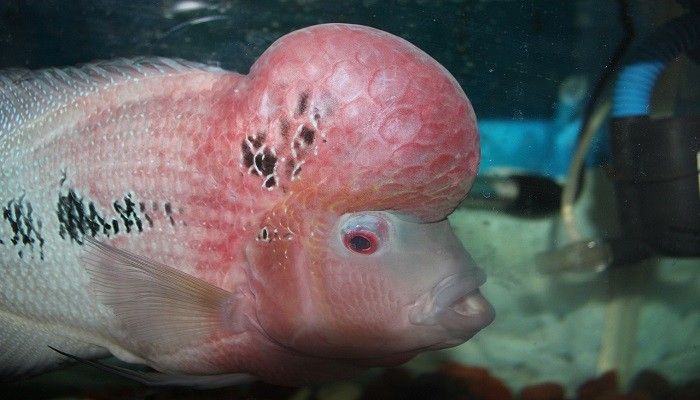 Ikan Louhan Jenis Dan Panduan Perawatan Ikanpedia