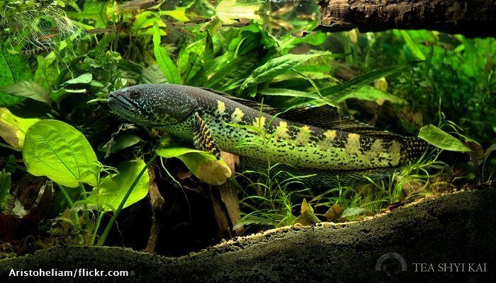 Ikan Toman: Jenis dan Panduan Perawatan - IkanPedia