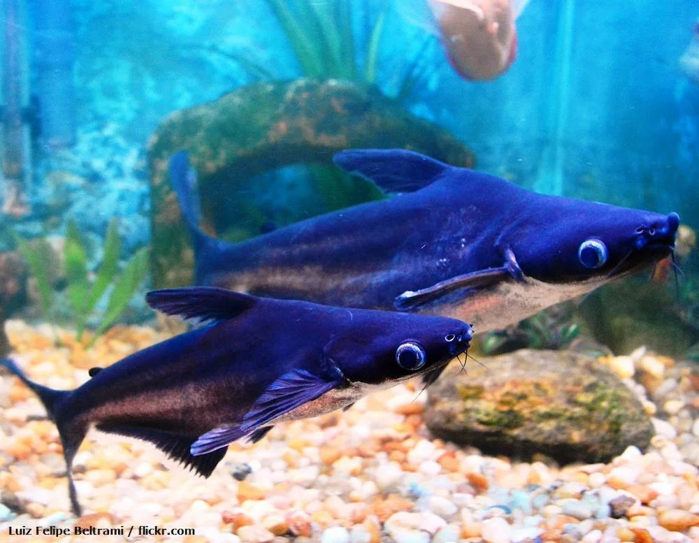 Ikan Genghis Khan: Karakteristik & Panduan Perawatan - IkanPedia