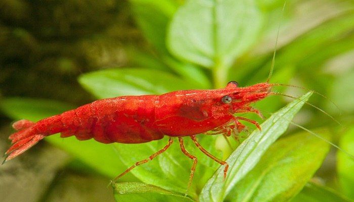 Red Cherry Shrimp: Karakteristik dan Panduan Perawatan - IkanPedia