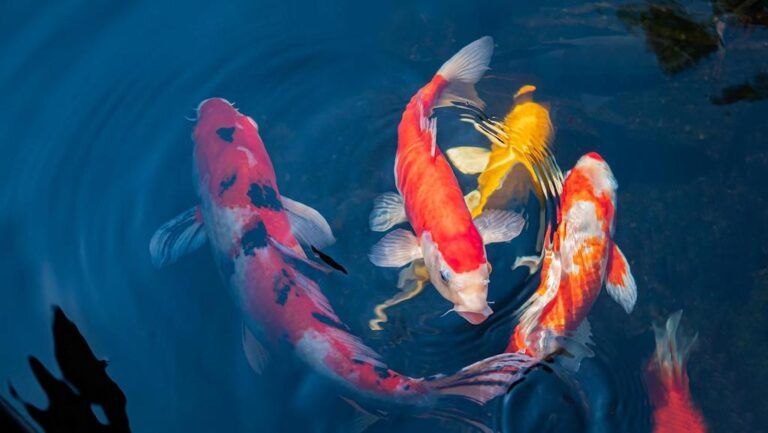 Jenis-jenis Ikan Koi yang Cantik dan Menawan - IkanPedia Jenis-jenis Ikan Koi yang Cantik dan Menawan - IkanPedia