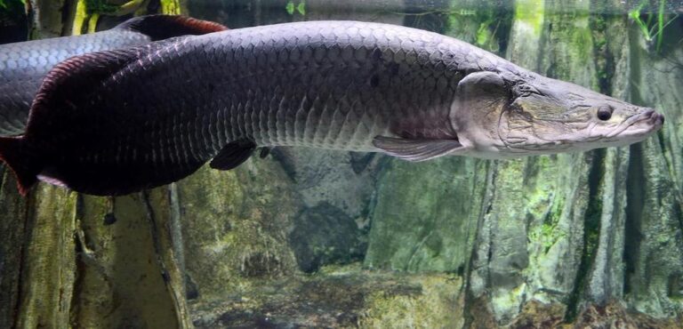 Ikan Arapaima: Asal-usul dan Karakteristik - IkanPedia Ikan Arapaima: Asal-usul dan Karakteristik - IkanPedia