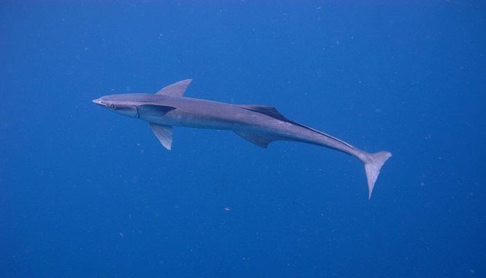 Ikan Remora: Karakteristik dan Fakta Uniknya - IkanPedia