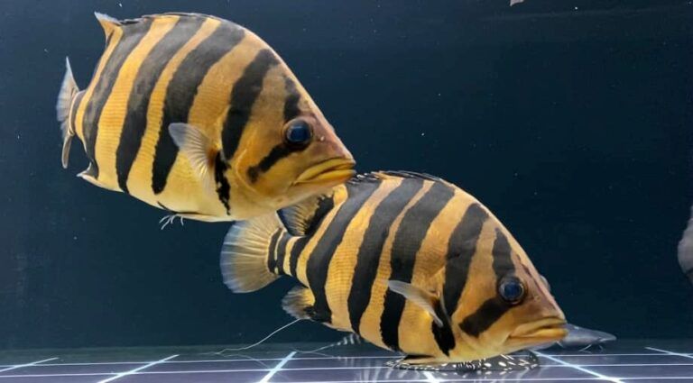 Ikan Datnoid: Karakteristik dan Panduan Perawatan