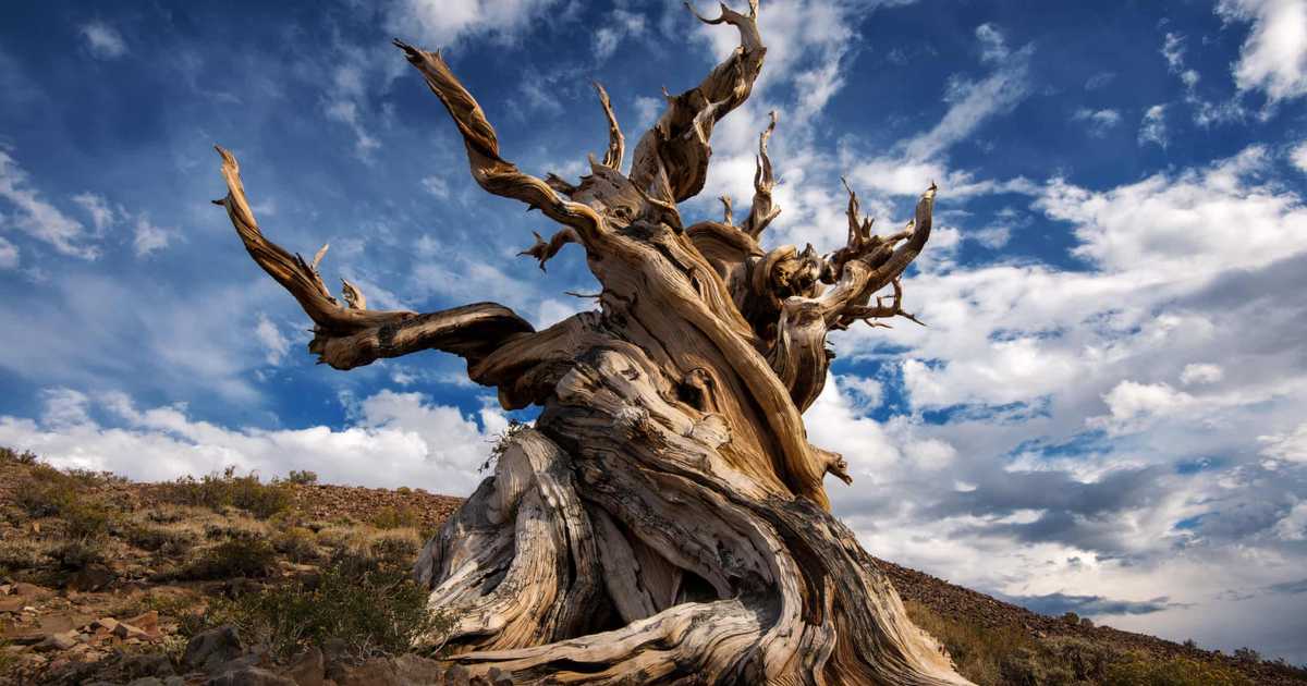 Methuselah: The Worlds Oldest Living Organism
