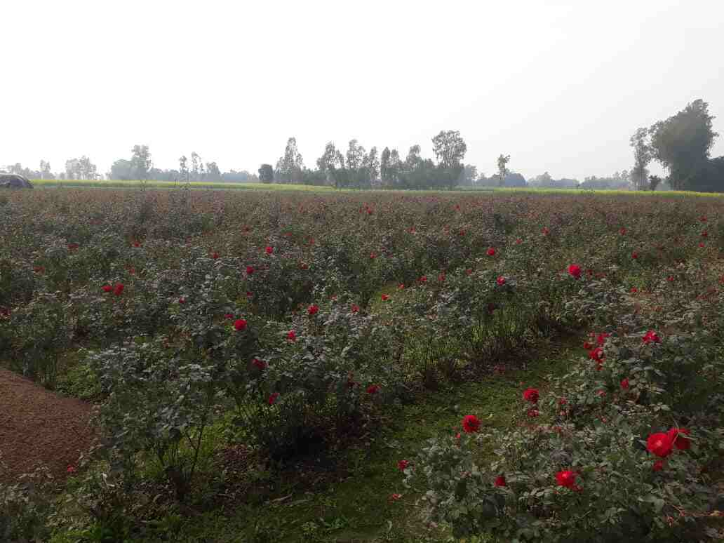 LCB Fertilizers – High Quality Organic fertilizers for farms and Home