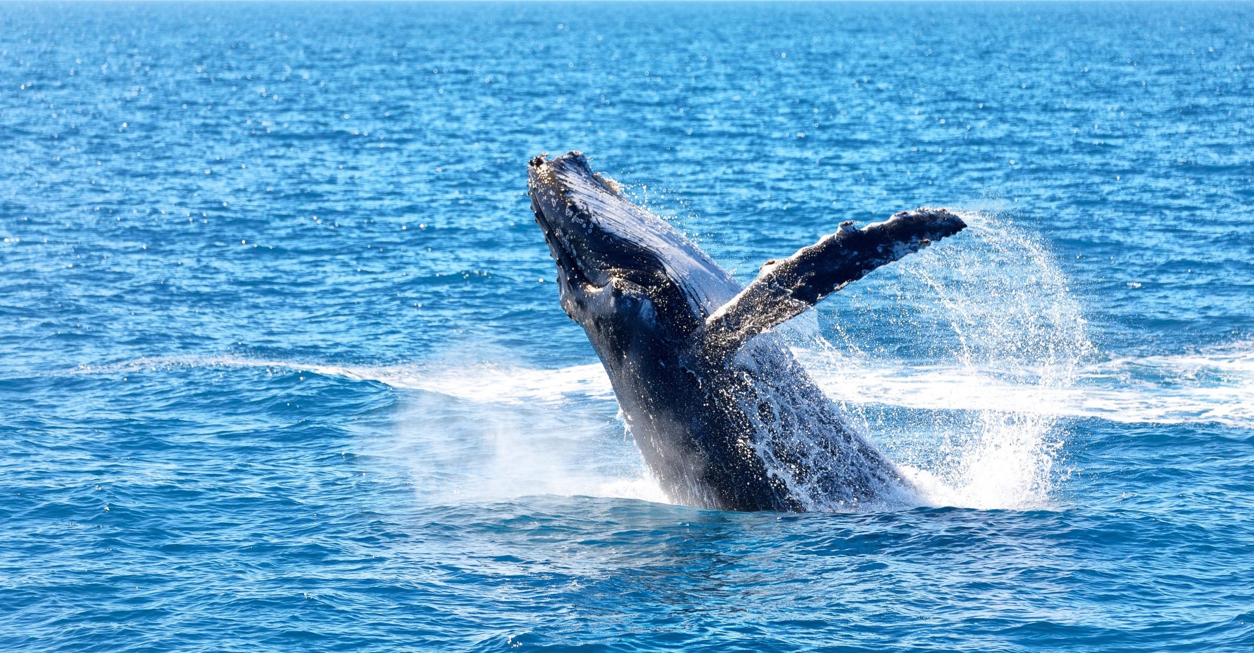 Ethereum whale activity spikes to 16-week high | Invezz