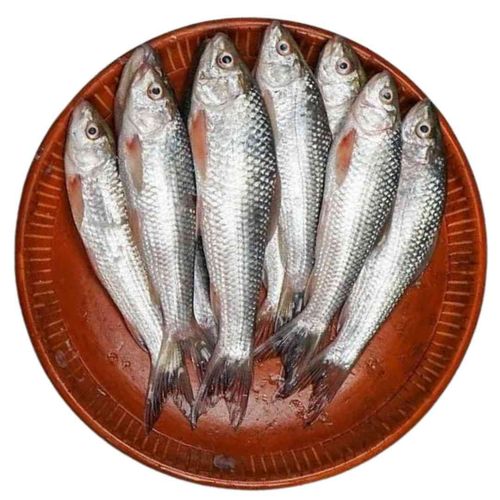 Buy Bengali Fish | Fresh Fish Delivery | My LokalMarket