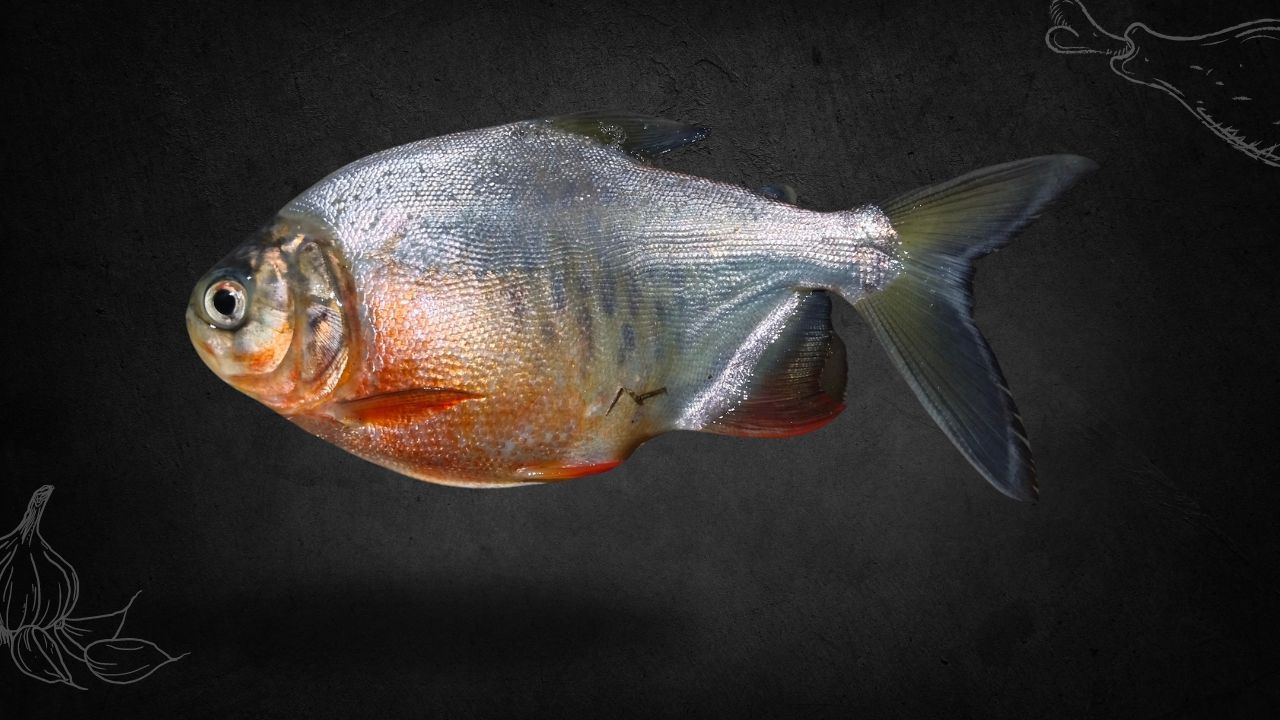 Spicy Rupchanda Fish Curry Recipe: Burst of Flavors