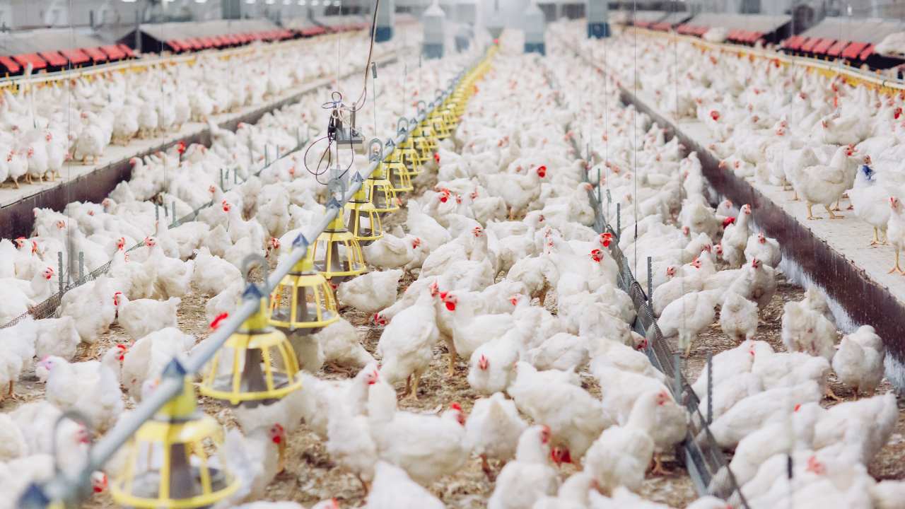 Boiler Chicken vs Desi : What’s Better for You?